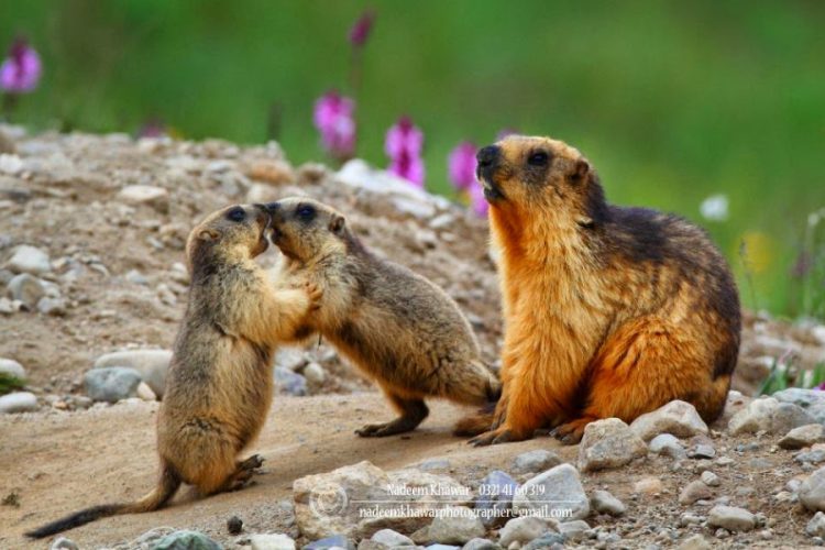 Human-Wildlife Interaction in Deosai National Park - Jasmine Tours 1995 ...