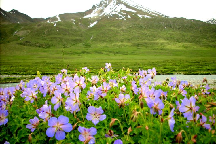 Flora and Fauna Diversity of Deosai National Park - Jasmine Tours 1995 ...