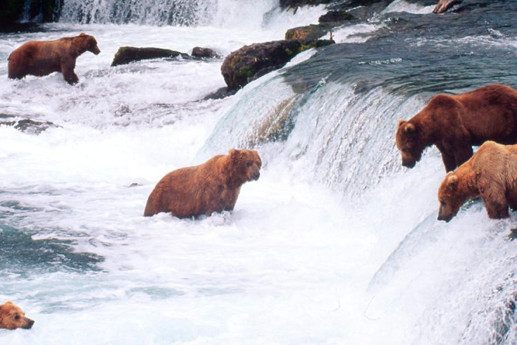 Human-Wildlife Interaction in Deosai National Park - Jasmine Tours 1995 ...